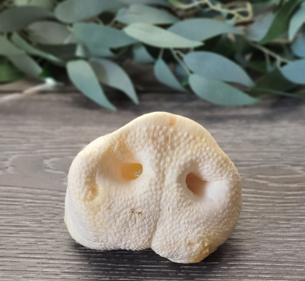 Puffed Pig Snout - Green Pawprints - Natural Pet Products